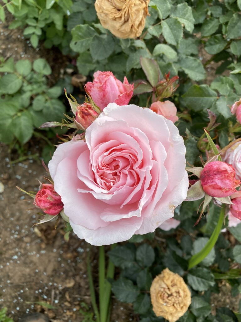 BRIDE & GROOM | Soft Pale Pink, Fragrant Hybrid Tea Bush Rose