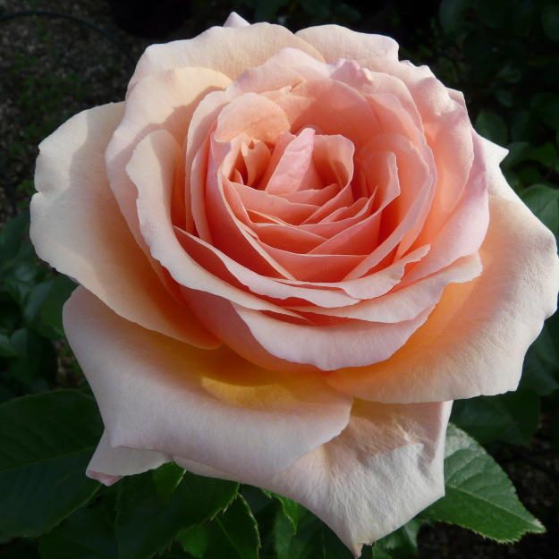 Pat's Rose | Apricot Hybrid Tea Rose | Milestone Nurseries